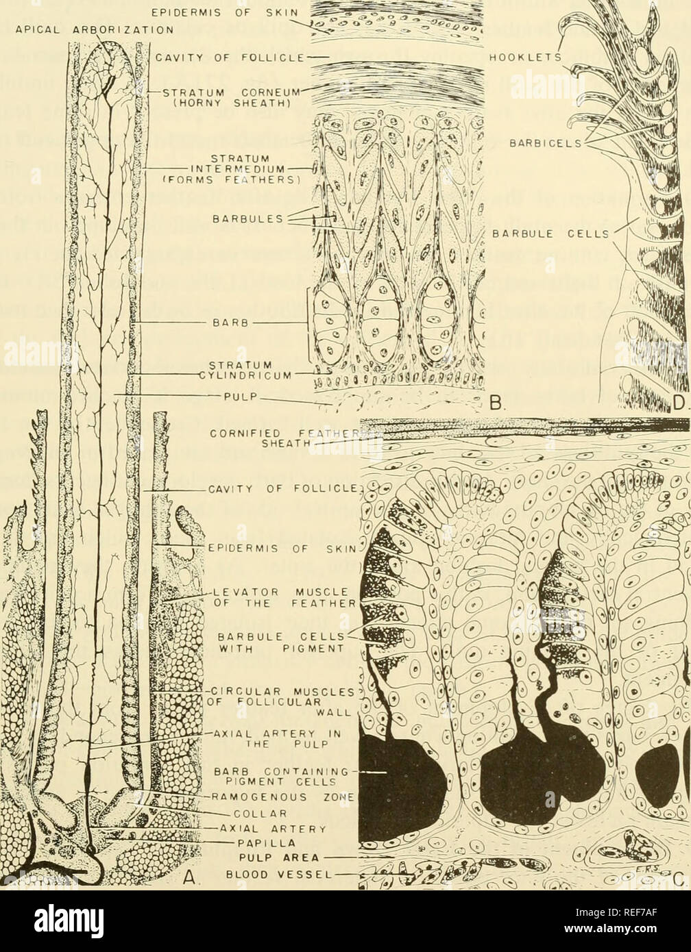 . Comparative embryology of the vertebrates; with 2057 drawings and ...