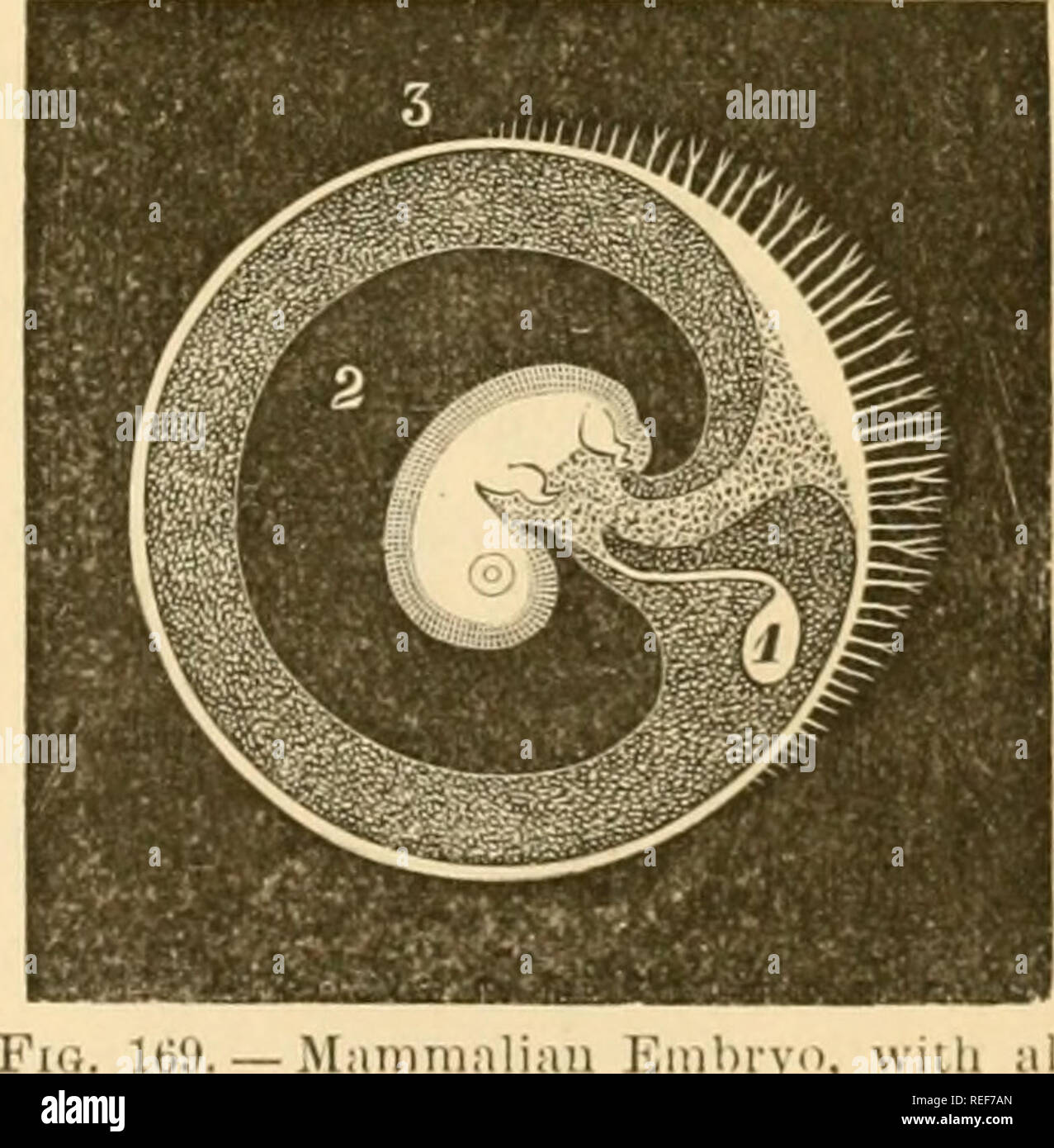 Internal egg mass hi-res stock photography and images - Alamy