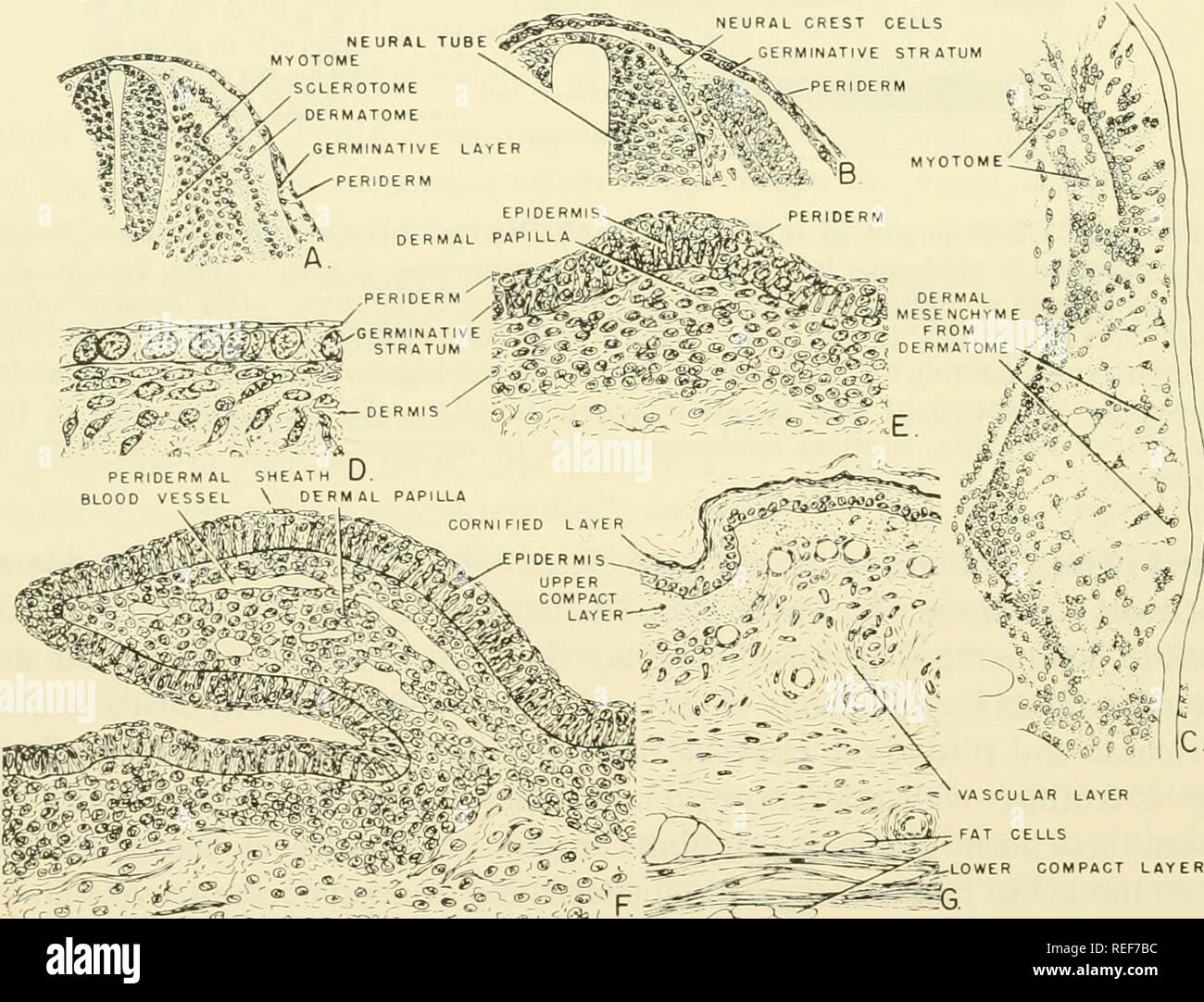 . Comparative embryology of the vertebrates; with 2057 drawings and ...