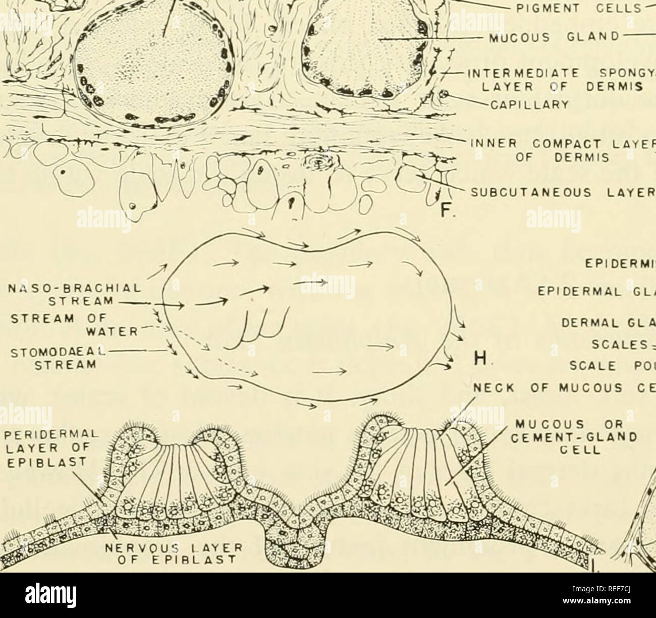 Vertebrates Embryology