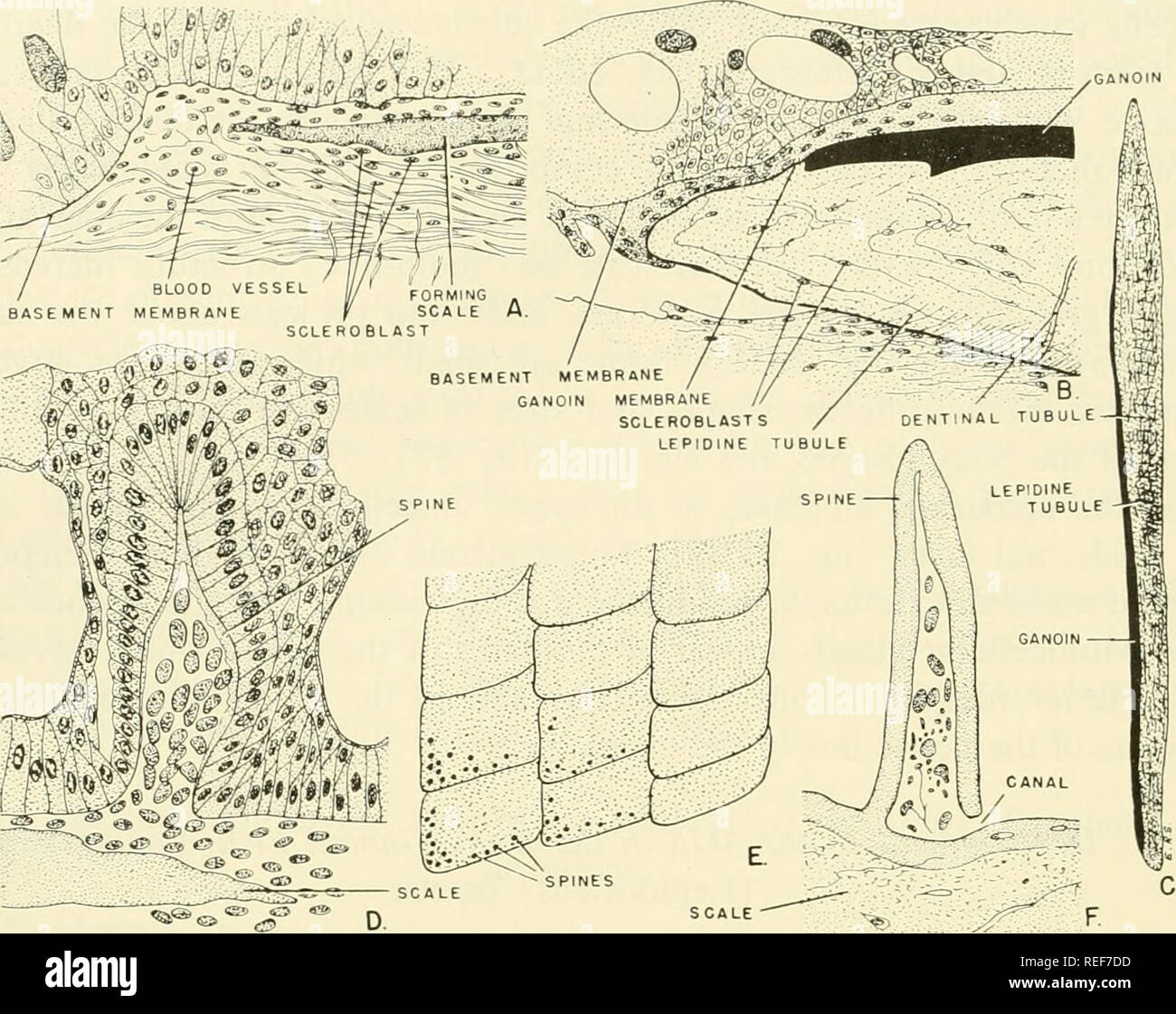 . Comparative embryology of the vertebrates; with 2057 drawings and ...