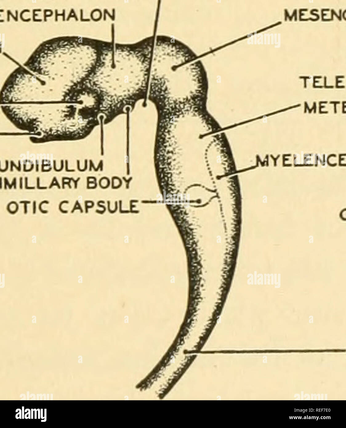 Cephalic flexure hi-res stock photography and images - Alamy