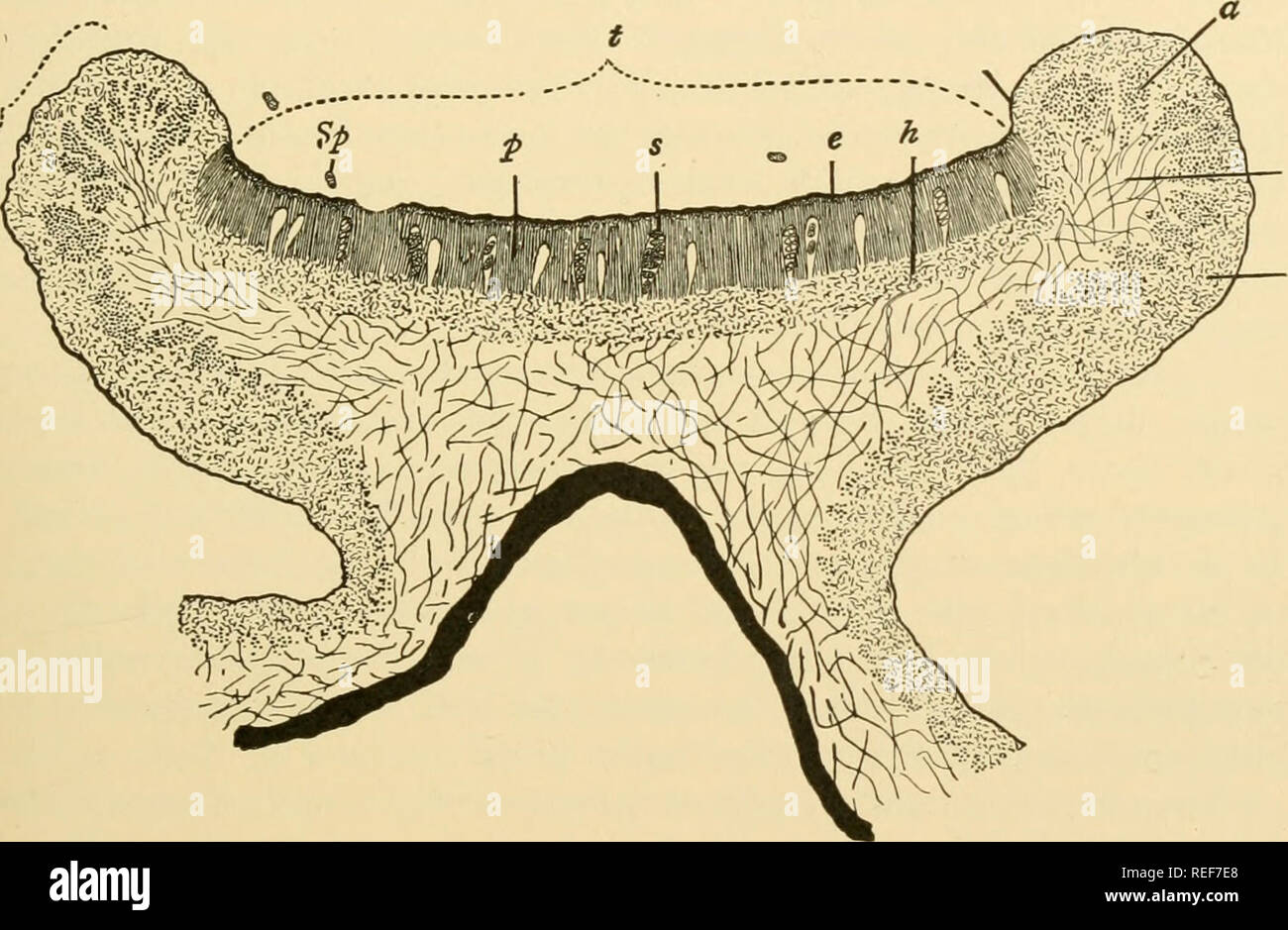 . Comparative morphology of Fungi. Fungi. CHAPTER XXII PEZIZALES In the ...