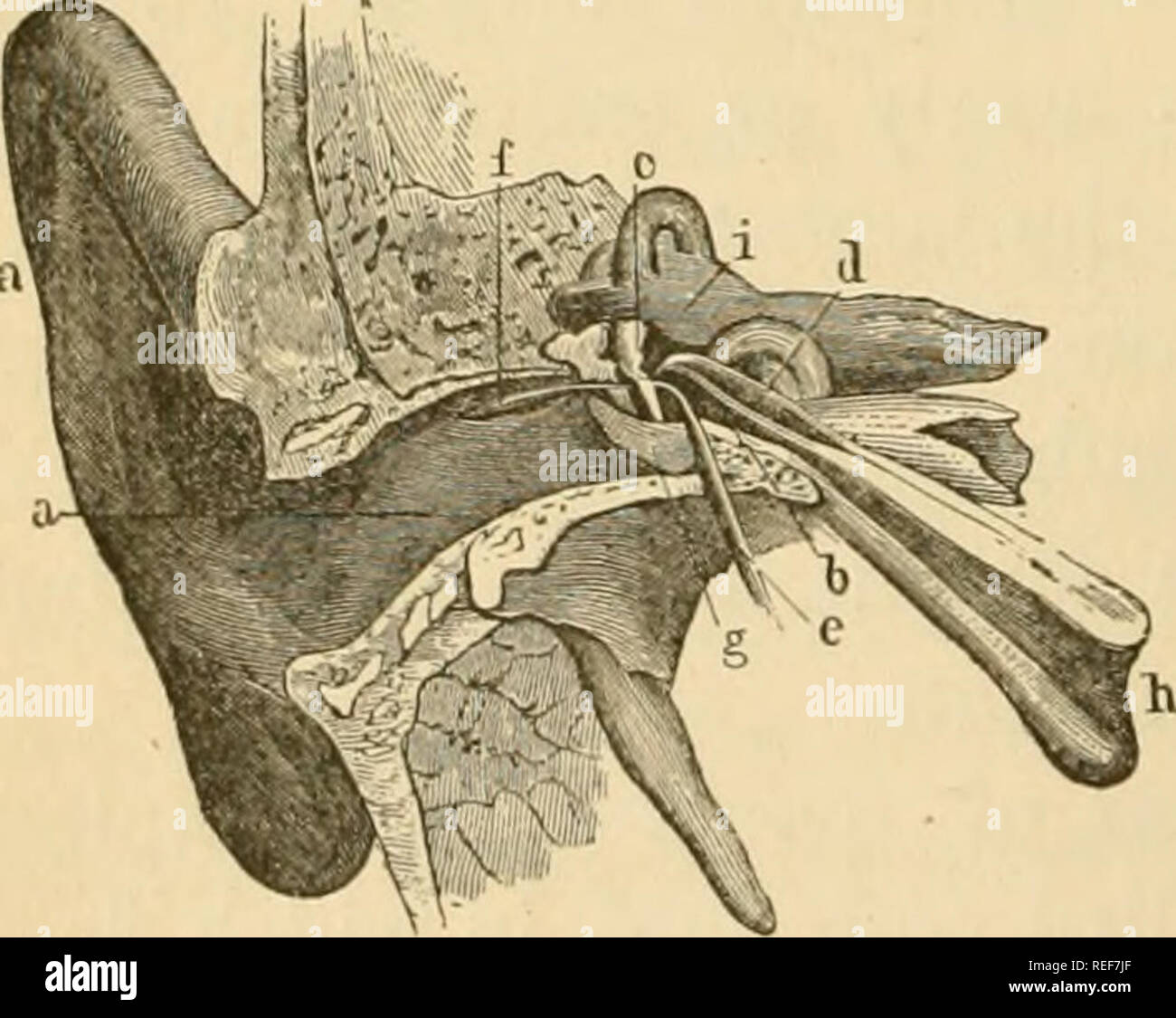 Otoliths Ear
