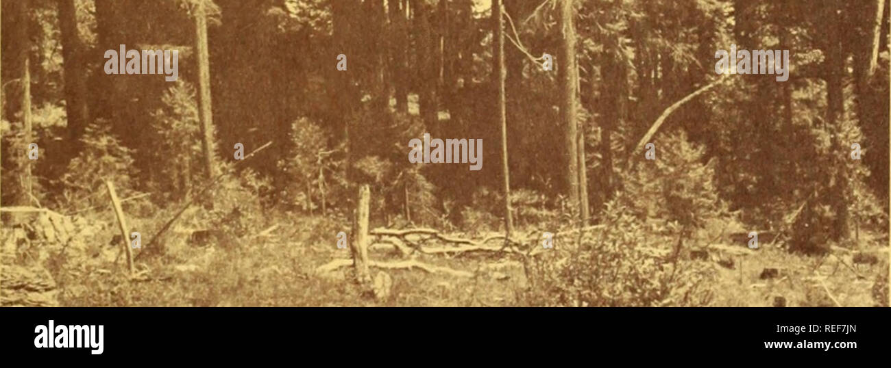 . Comparison of silvicultural methods at Coyote Creek watersheds in ...