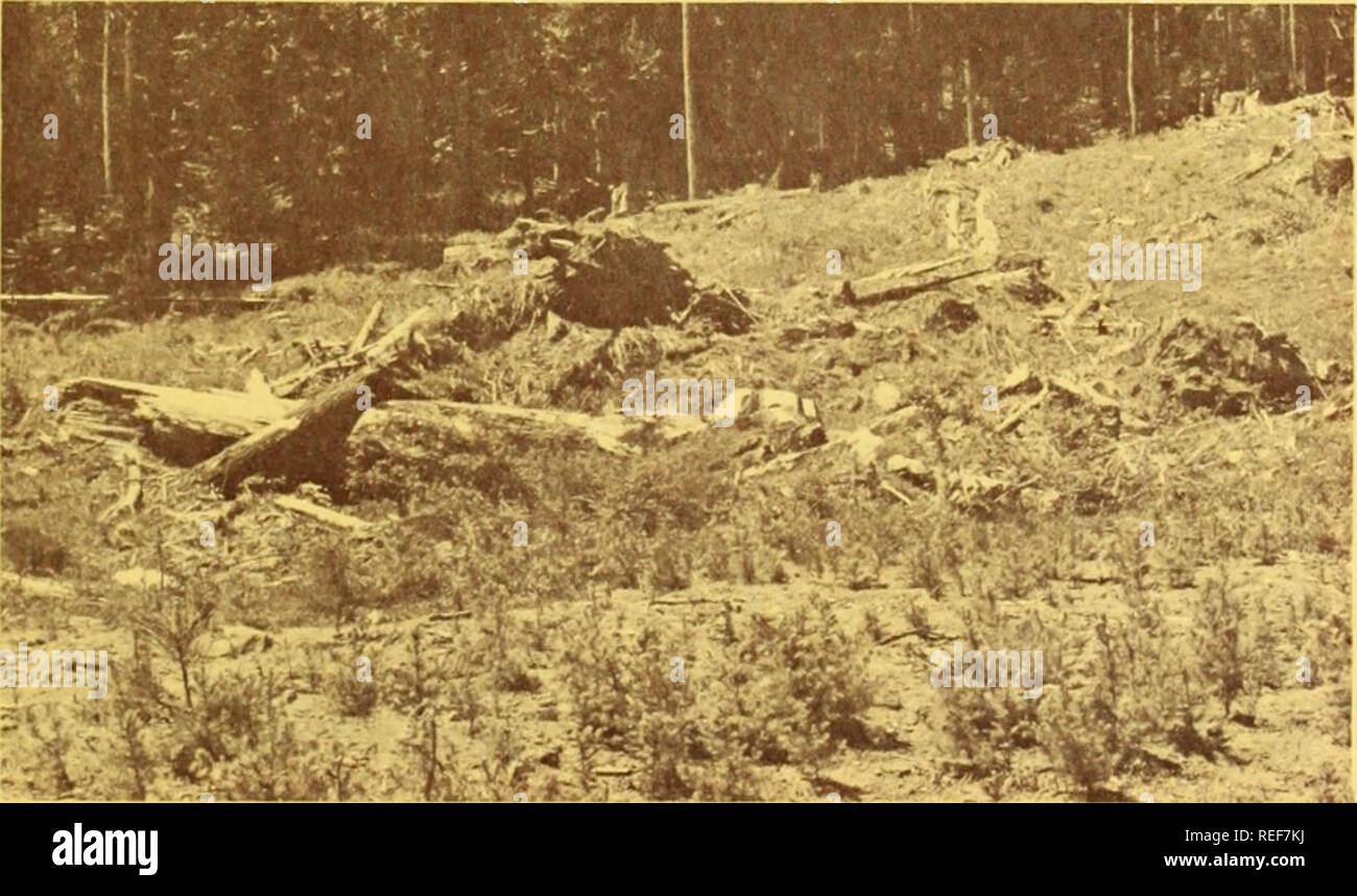 . Comparison of silvicultural methods at Coyote Creek watersheds in ...