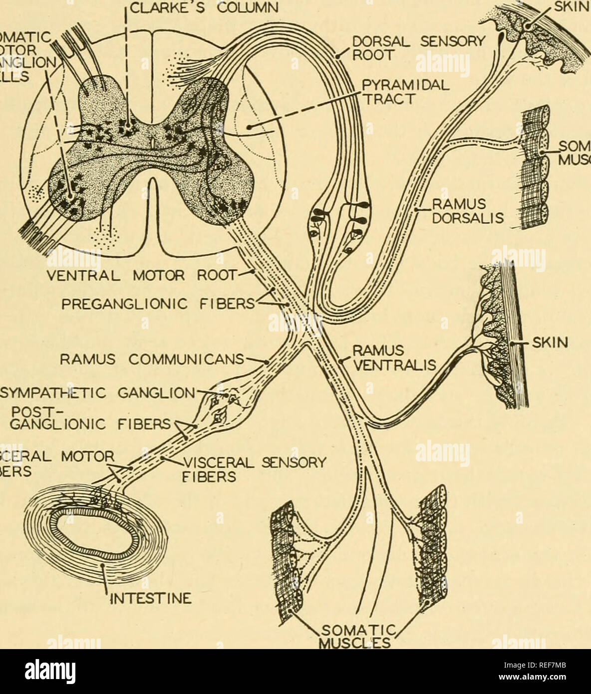 . Comparative anatomy. Anatomy, Comparative. THE NERVOUS SYSTEM 535 the ...
