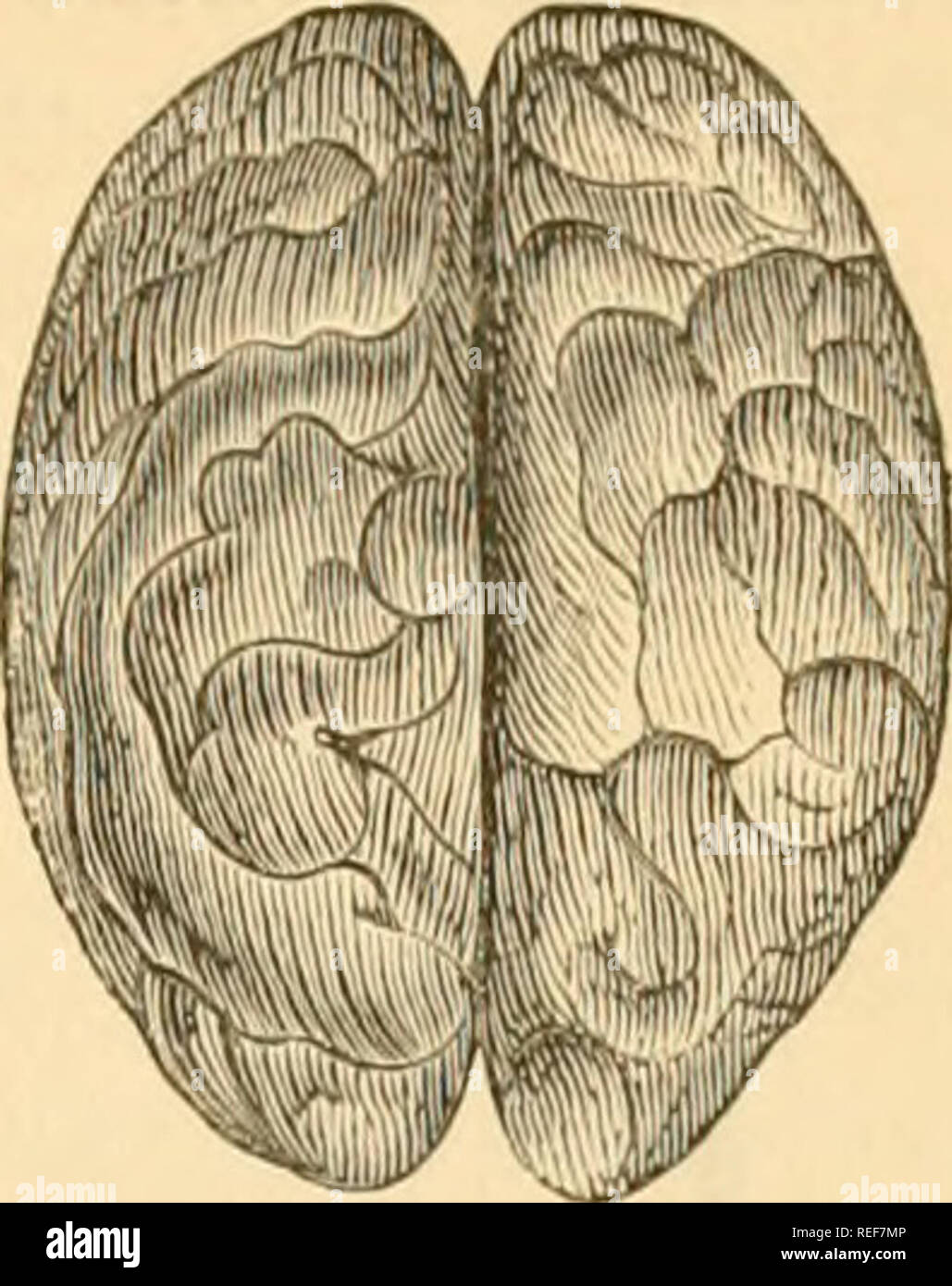 Felia hi-res stock photography and images - Alamy