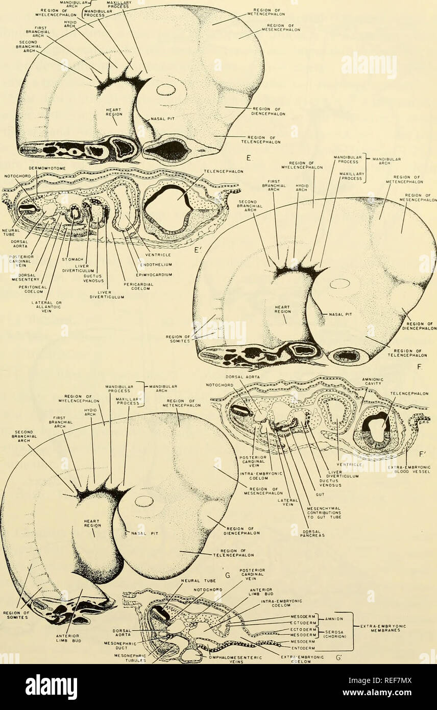 Vertebrates Embryology
