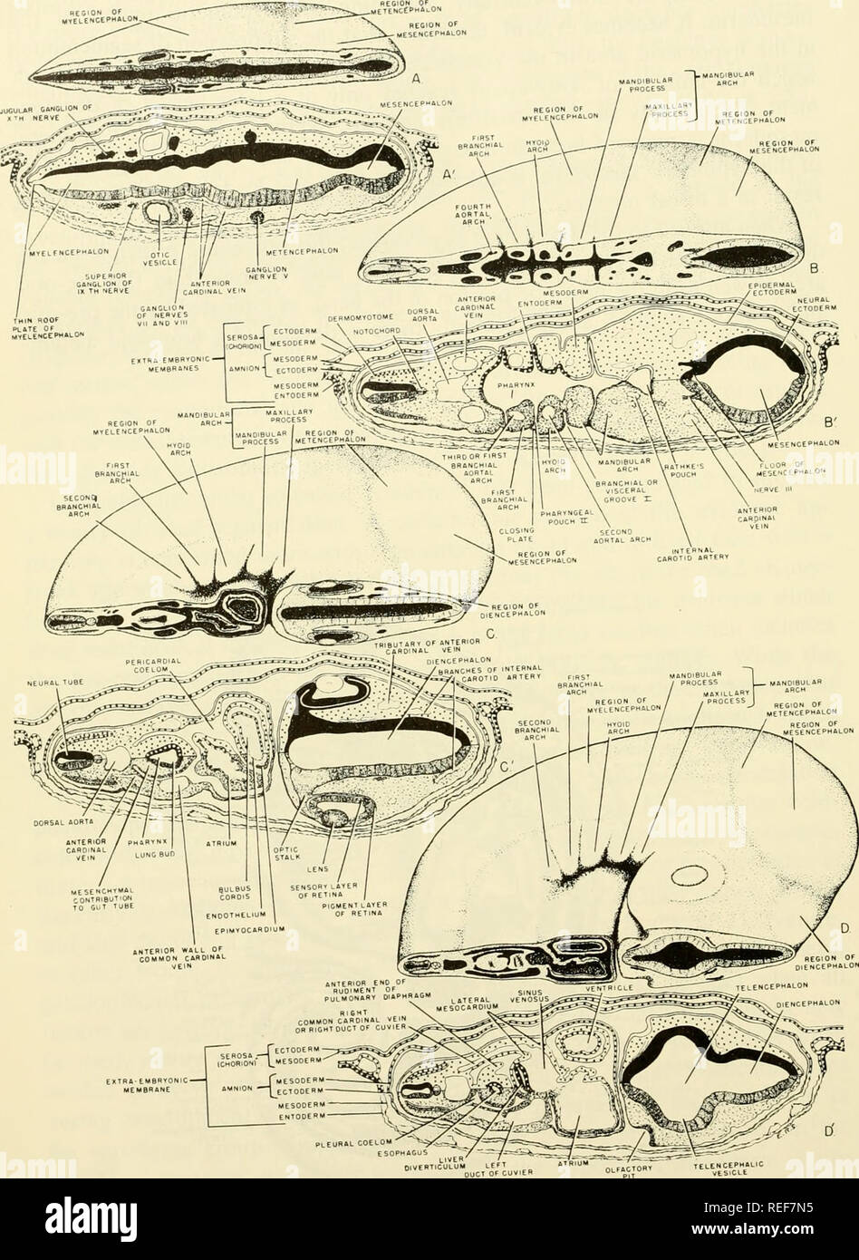 Stereograms hi-res stock photography and images - Alamy