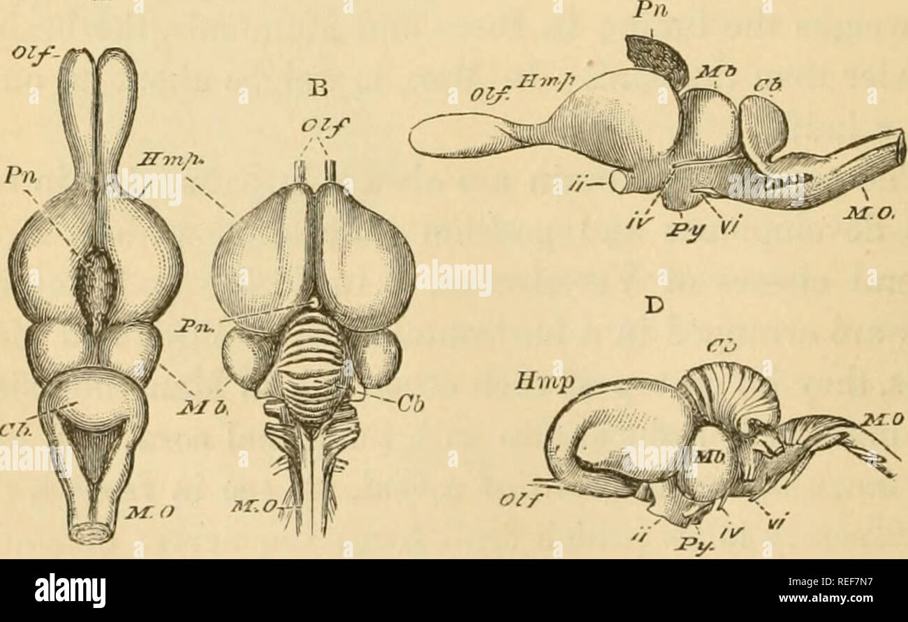 . Comparative zoology, structural and systematic. For use in schools ...