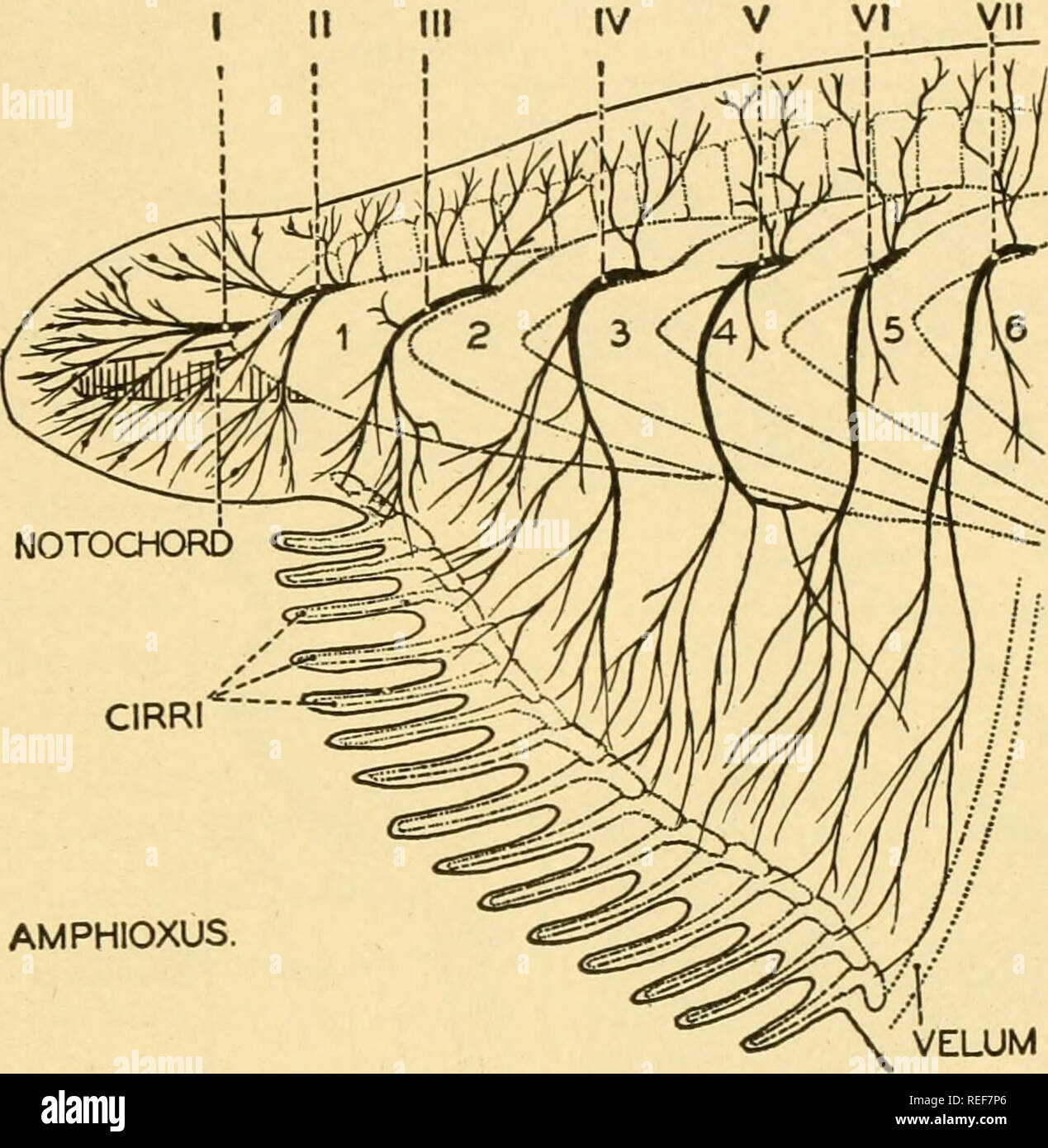 Trigeminal nerve diagram hi-res stock photography and images - Alamy