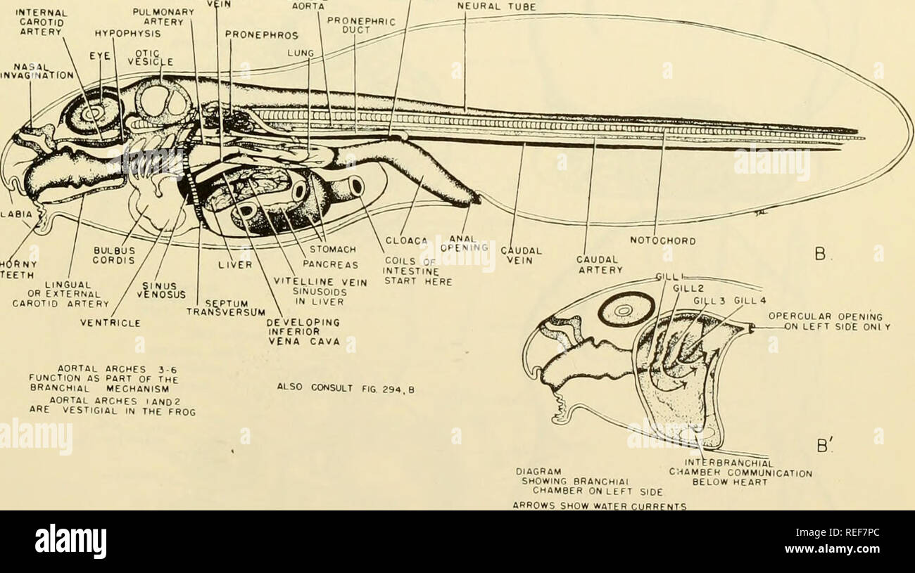 . Comparative embryology of the vertebrates; with 2057 drawings and ...