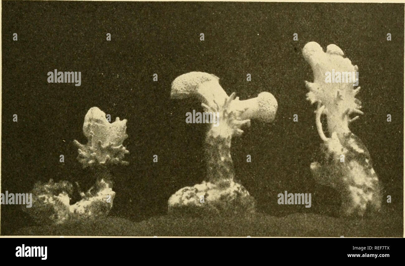 . Comparative morphology of Fungi. Fungi. HYPOCREALES 255 forms, these ...