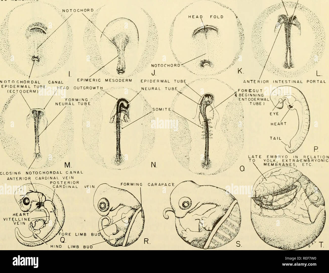 . Comparative embryology of the vertebrates; with 2057 drawings and ...