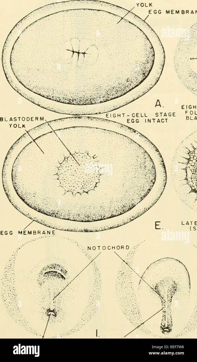 . Comparative embryology of the vertebrates; with 2057 drawings and ...