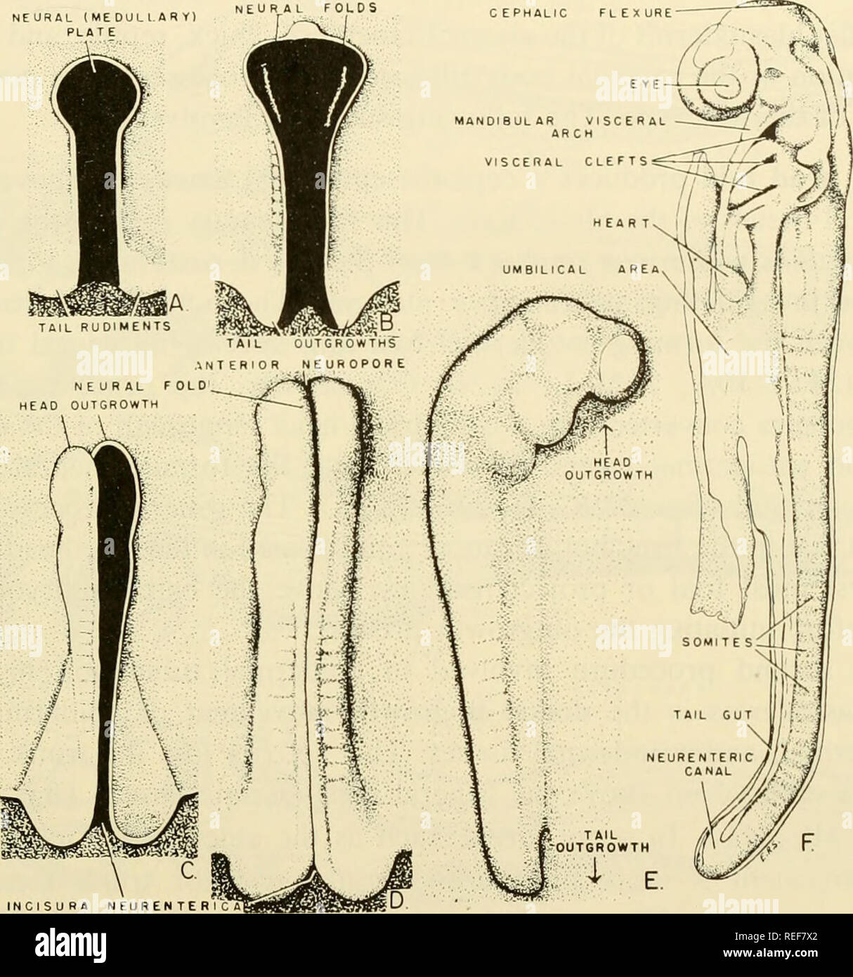 . Comparative embryology of the vertebrates; with 2057 drawings and ...