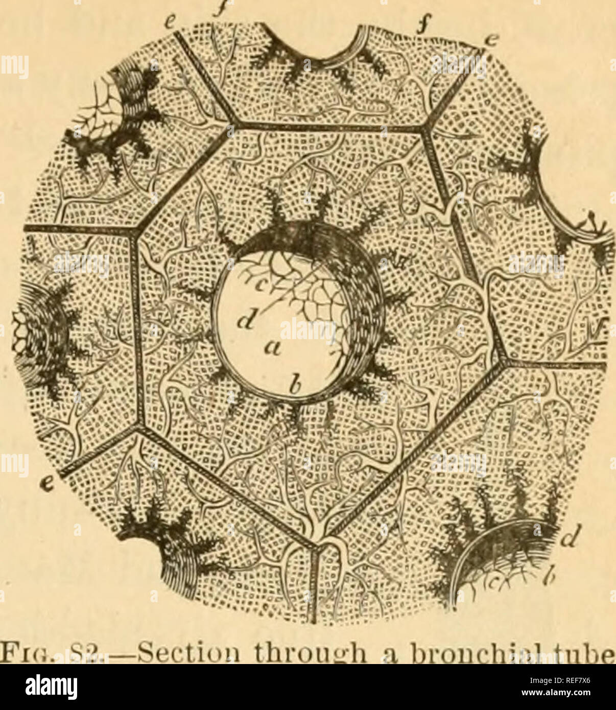 Sacs on the neck hi-res stock photography and images - Alamy