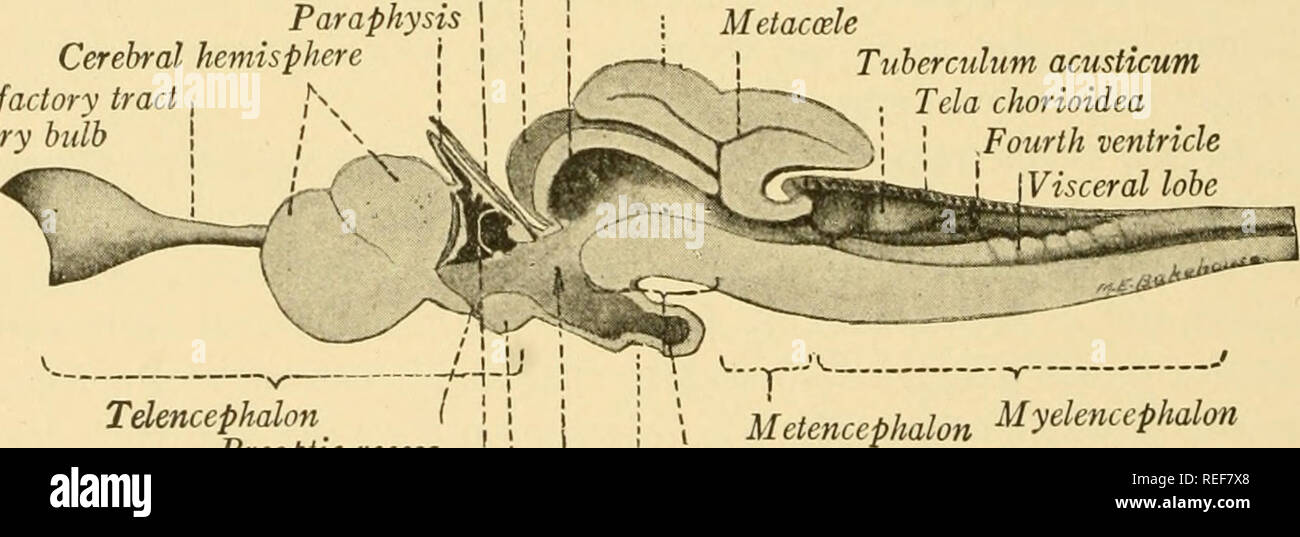 . Comparative anatomy. Anatomy, Comparative. Olfactory tract Vagus ...