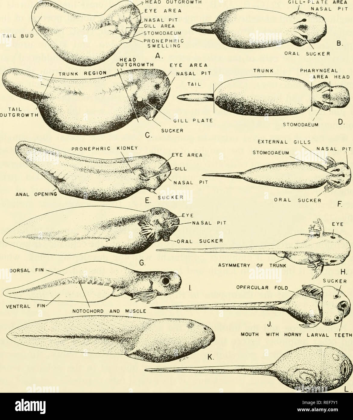 Comparative Embryology Photographs