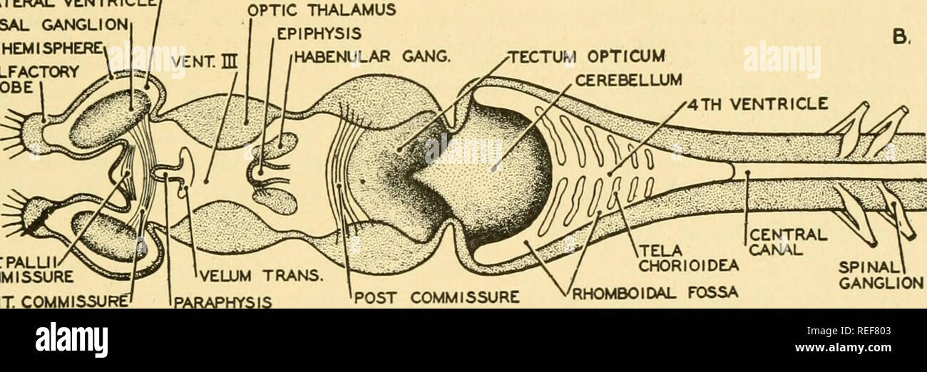 . Comparative anatomy. Anatomy, Comparative. BASAL GANGLION ANT ...