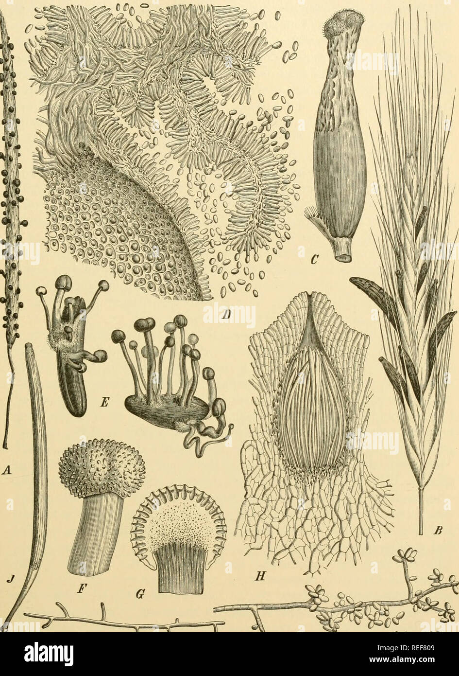 . Comparative morphology of Fungi. Fungi. HYPOCREALES 247. Fig. 162 ...