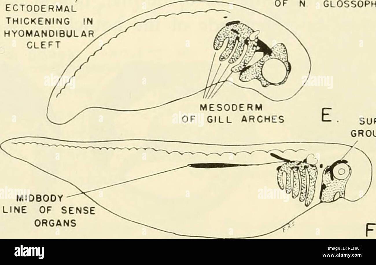 . Comparative embryology of the vertebrates; with 2057 drawings and ...