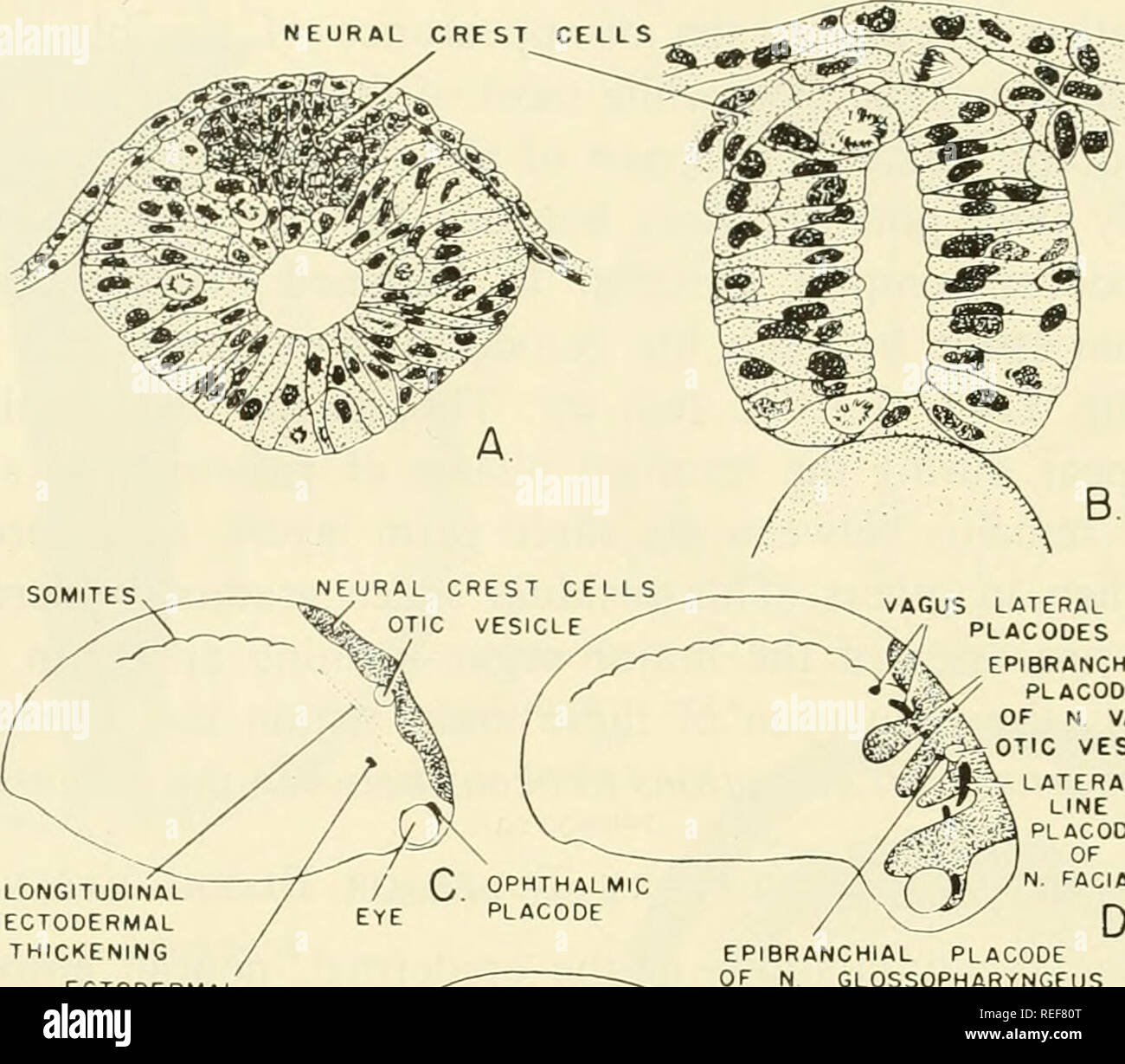 Neural crest cells hi-res stock photography and images - Alamy