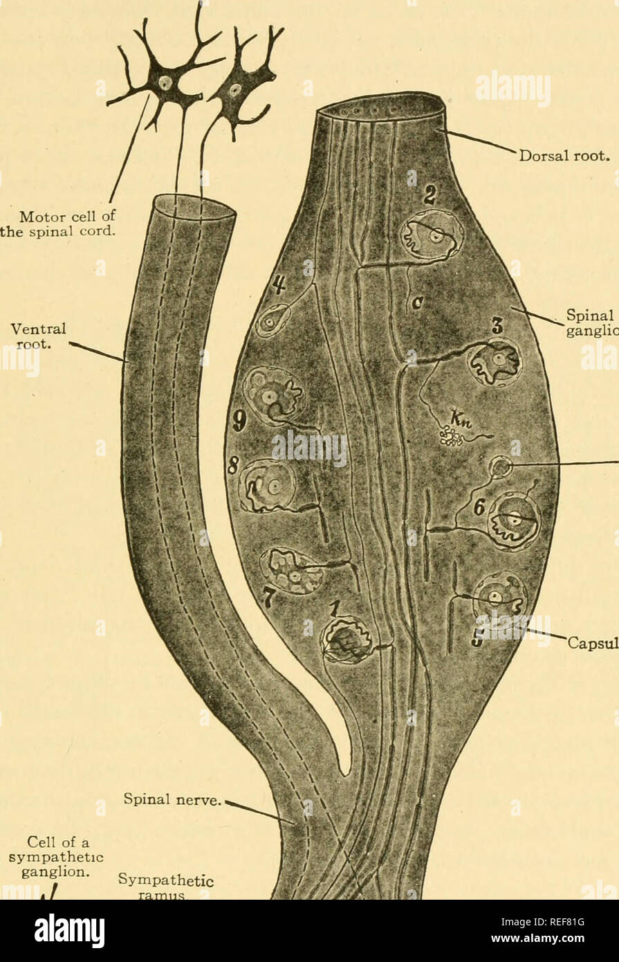 Spinal Ganglion