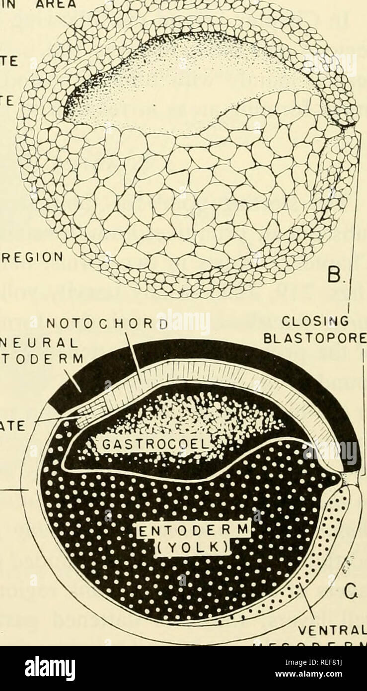 . Comparative embryology of the vertebrates; with 2057 drawings and ...
