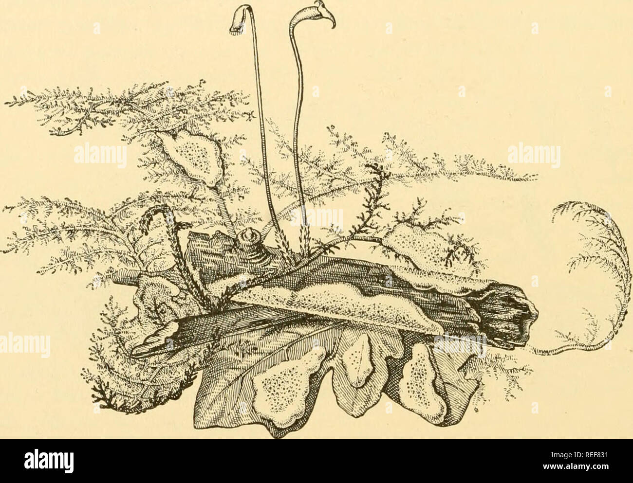 . Comparative morphology of Fungi. Fungi. 238 COMPARATIVE MORPHOLOGY OF ...