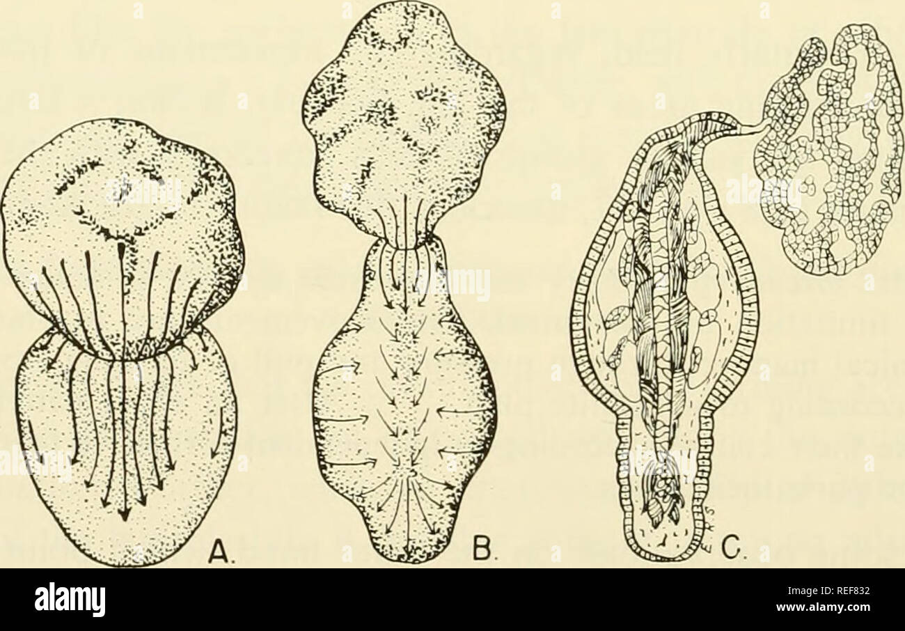 . Comparative embryology of the vertebrates; with 2057 drawings and ...
