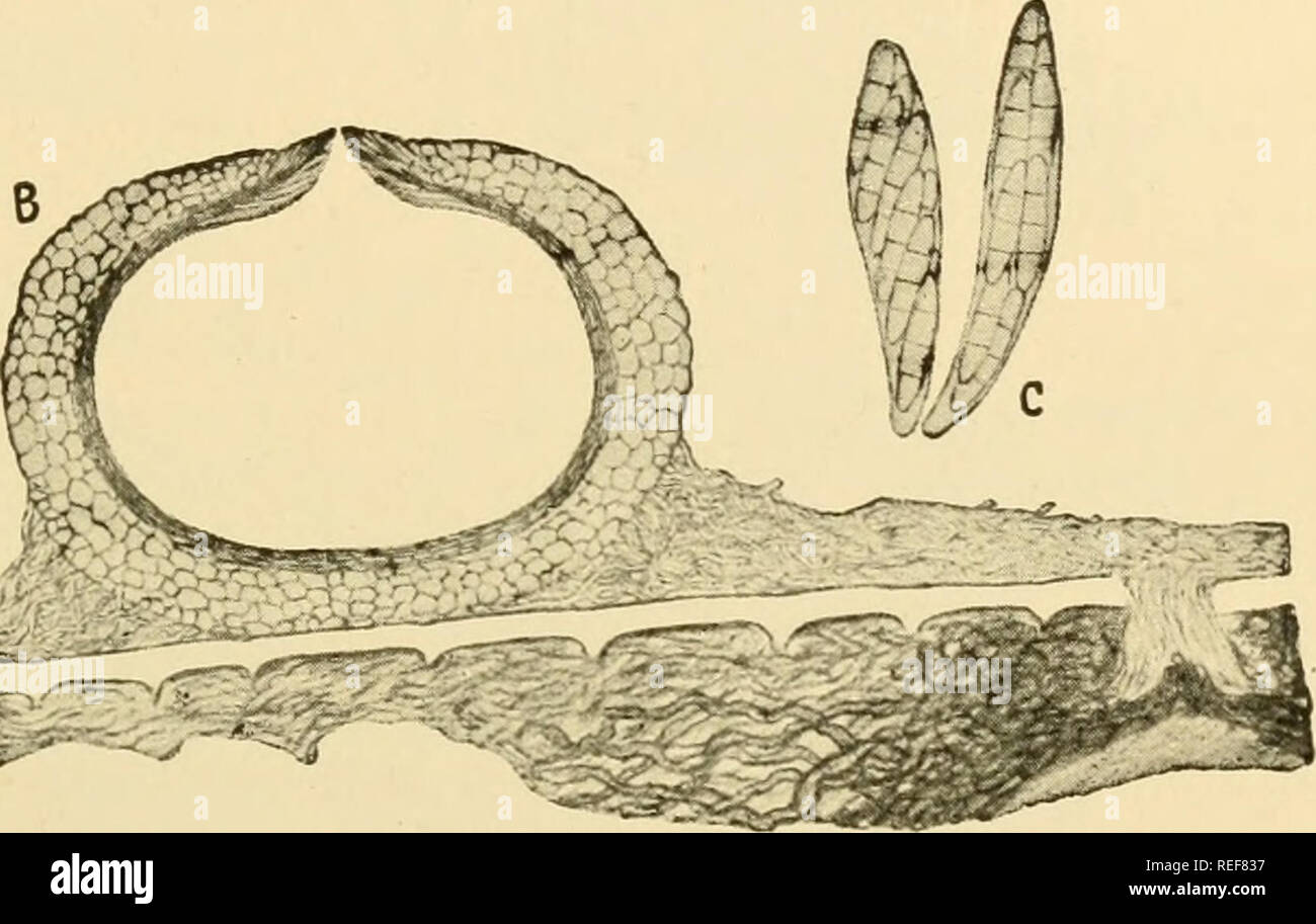 . Comparative morphology of Fungi. Fungi. Fig. 152.—Calonectria ...