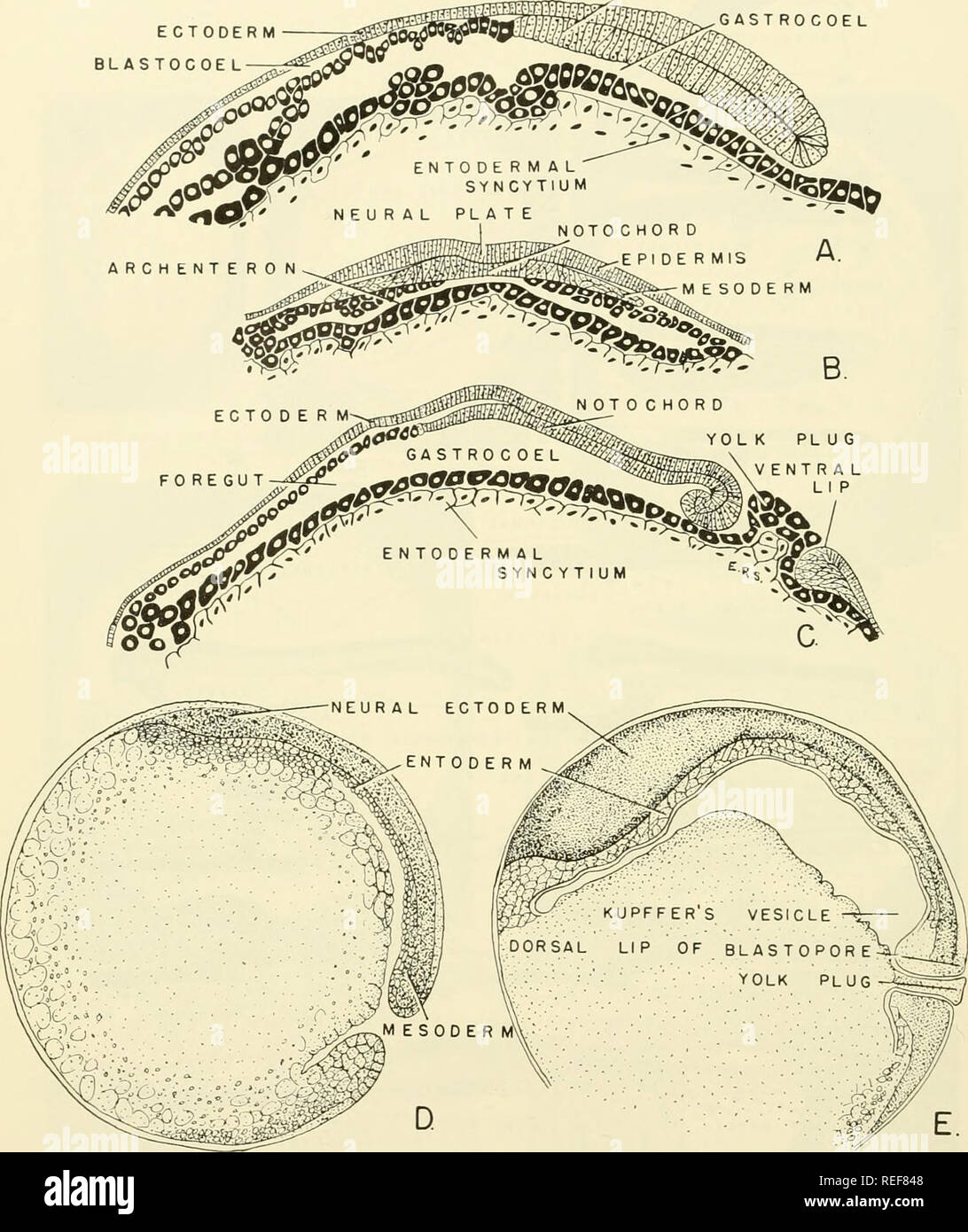 Blastocoel hi-res stock photography and images - Alamy