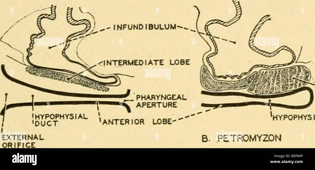 . Comparative anatomy. Anatomy, Comparative. THE ENDOCRINAL ORGANS 46 ...