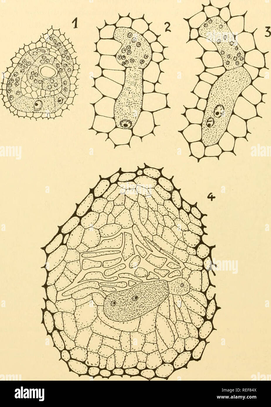 . Comparative morphology of Fungi. Fungi. 230 COMPARATIVE MORPHOLOGY OF ...