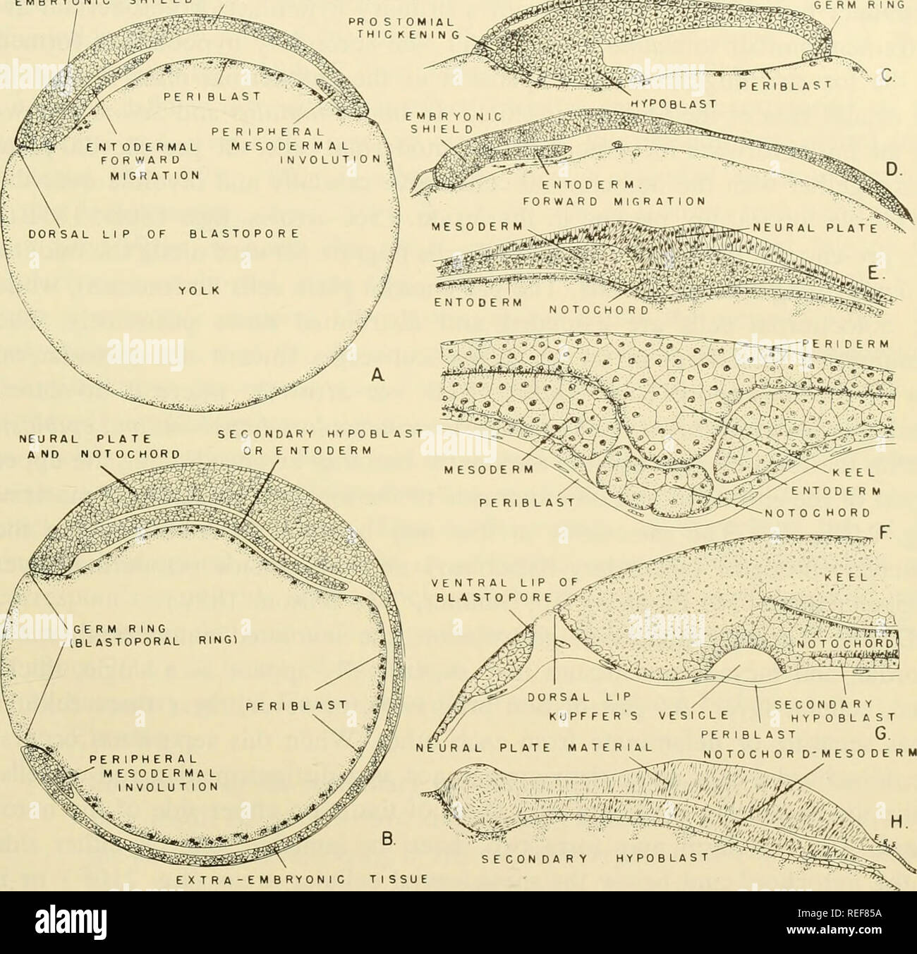 . Comparative embryology of the vertebrates; with 2057 drawings and ...