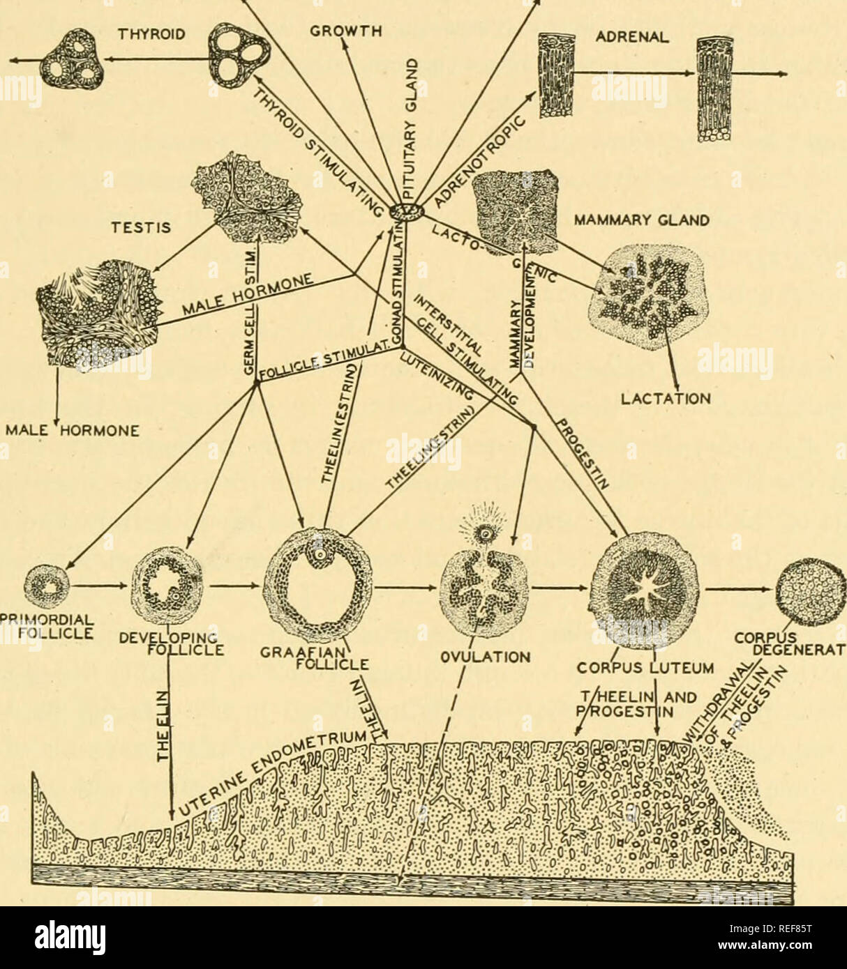 Menstrual cycle diagram hi-res stock photography and images - Alamy