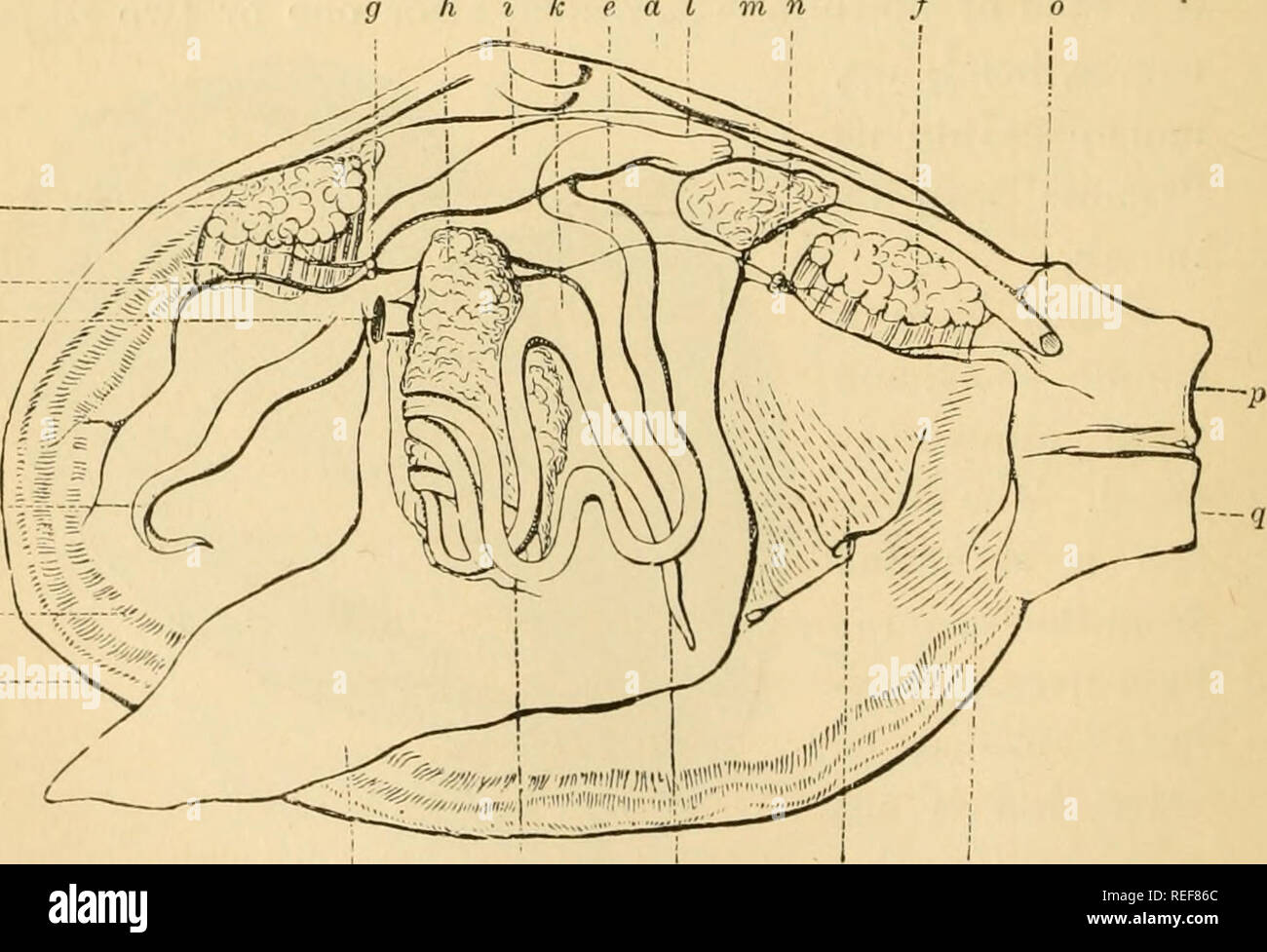 . Comparative zoology, structural and systematic. For use in schools ...