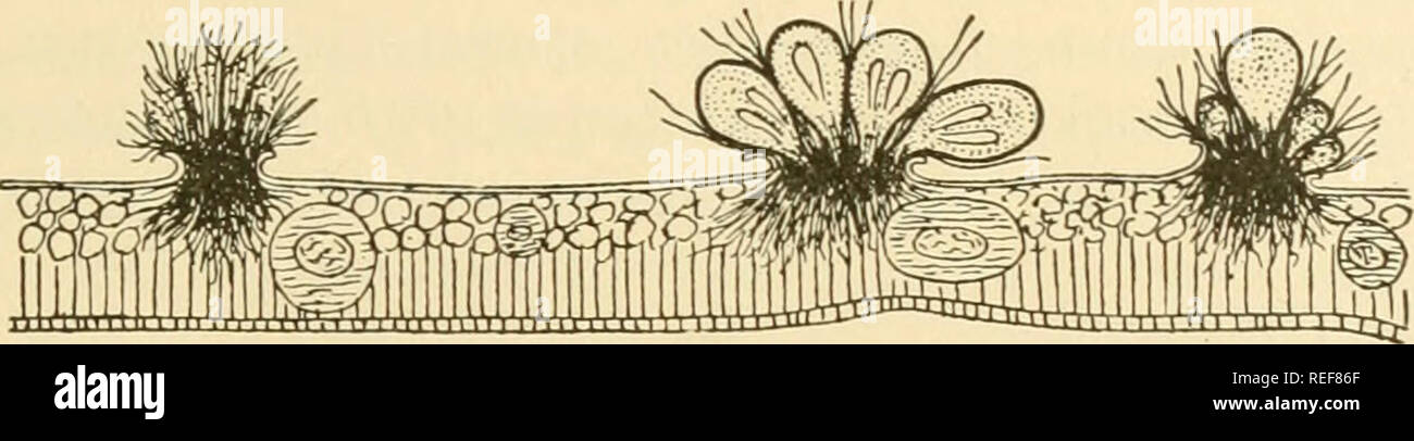 . Comparative morphology of Fungi. Fungi. MYRIANGI ALES 219 This ...