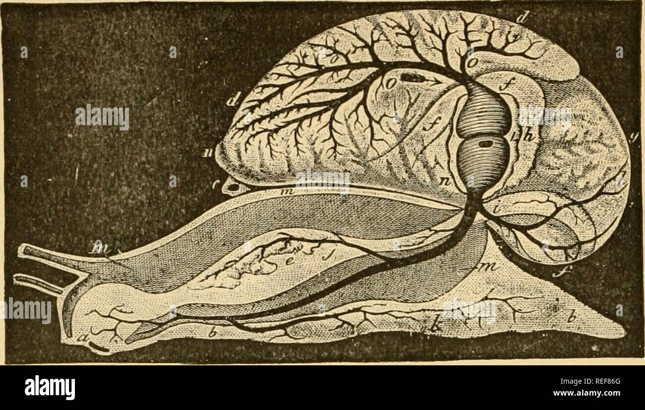 . Comparative zoology, structural and systematic. For use in schools ...
