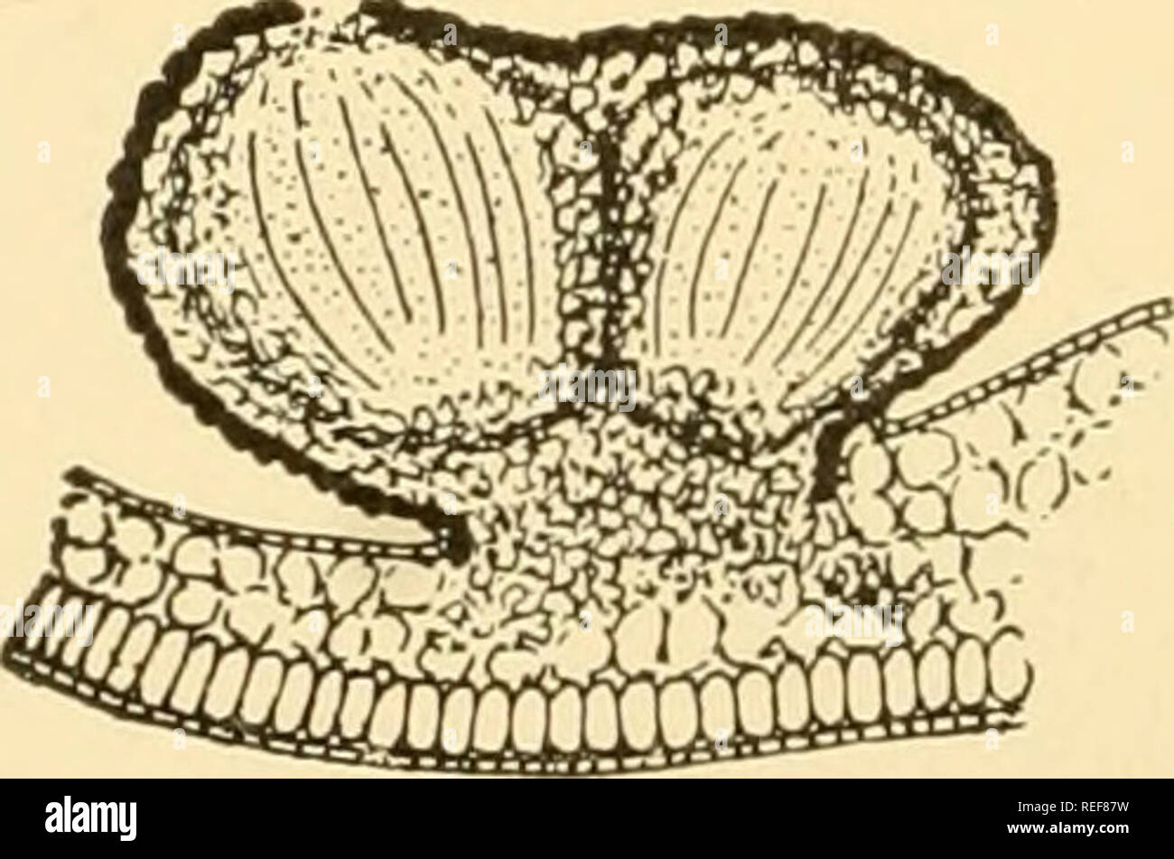 . Comparative morphology of Fungi. Fungi. 216 COMPARATIVE MORPHOLOGY OF ...