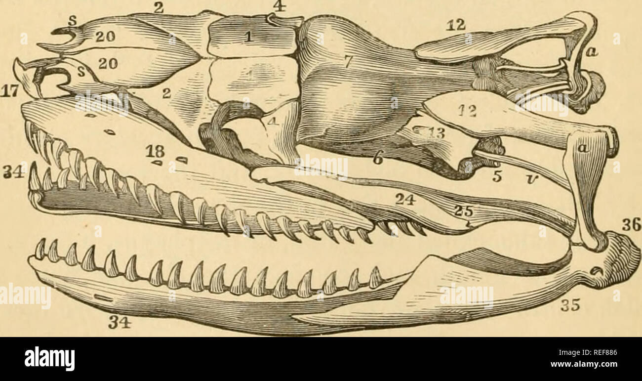 Gullet passage hi-res stock photography and images - Alamy