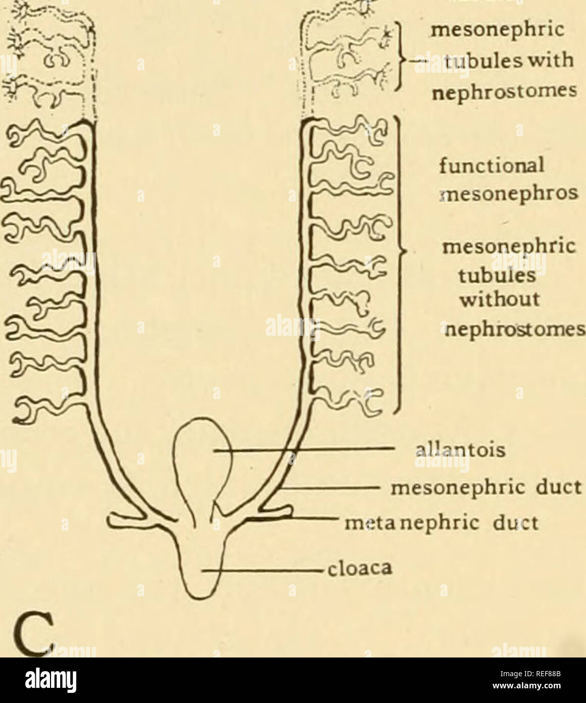 . Comparative anatomy. Anatomy, Comparative. 442 COMPARATIVE ANATOMY ...