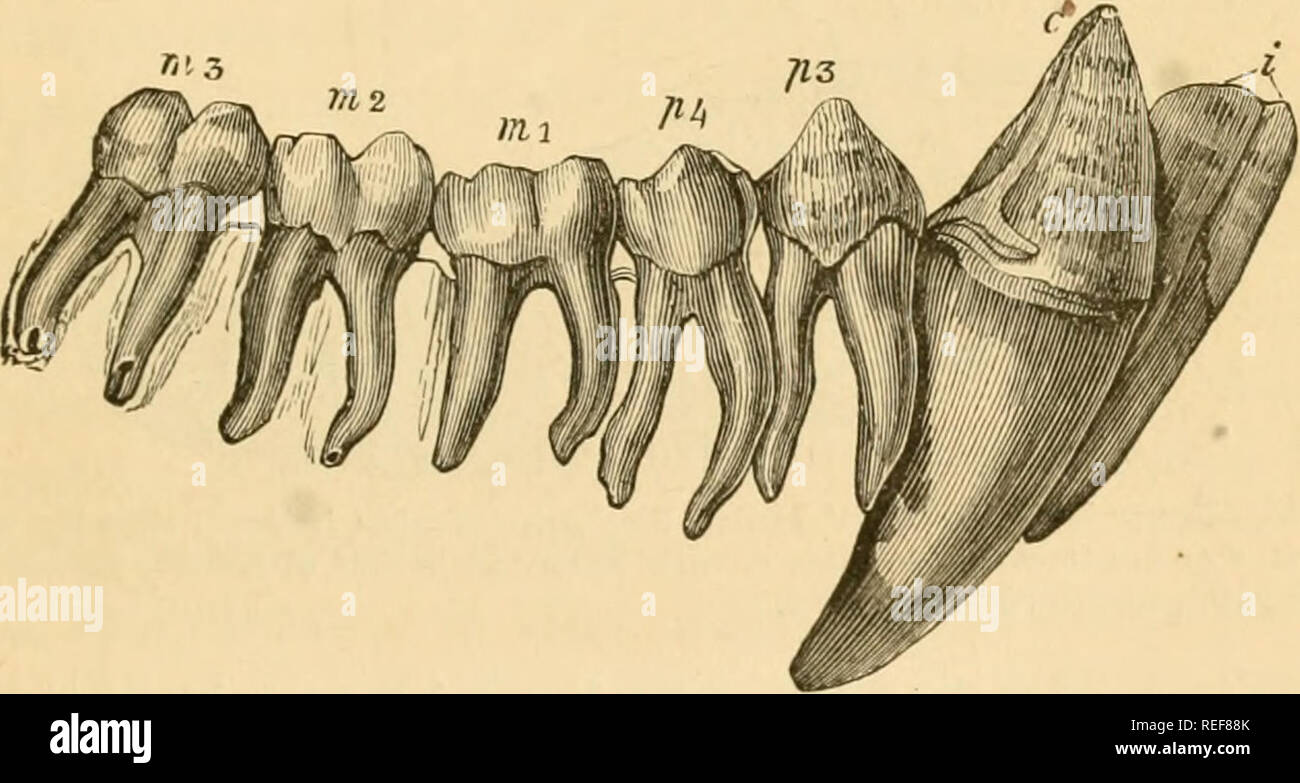 . Comparative zoology, structural and systematic. For use in schools ...