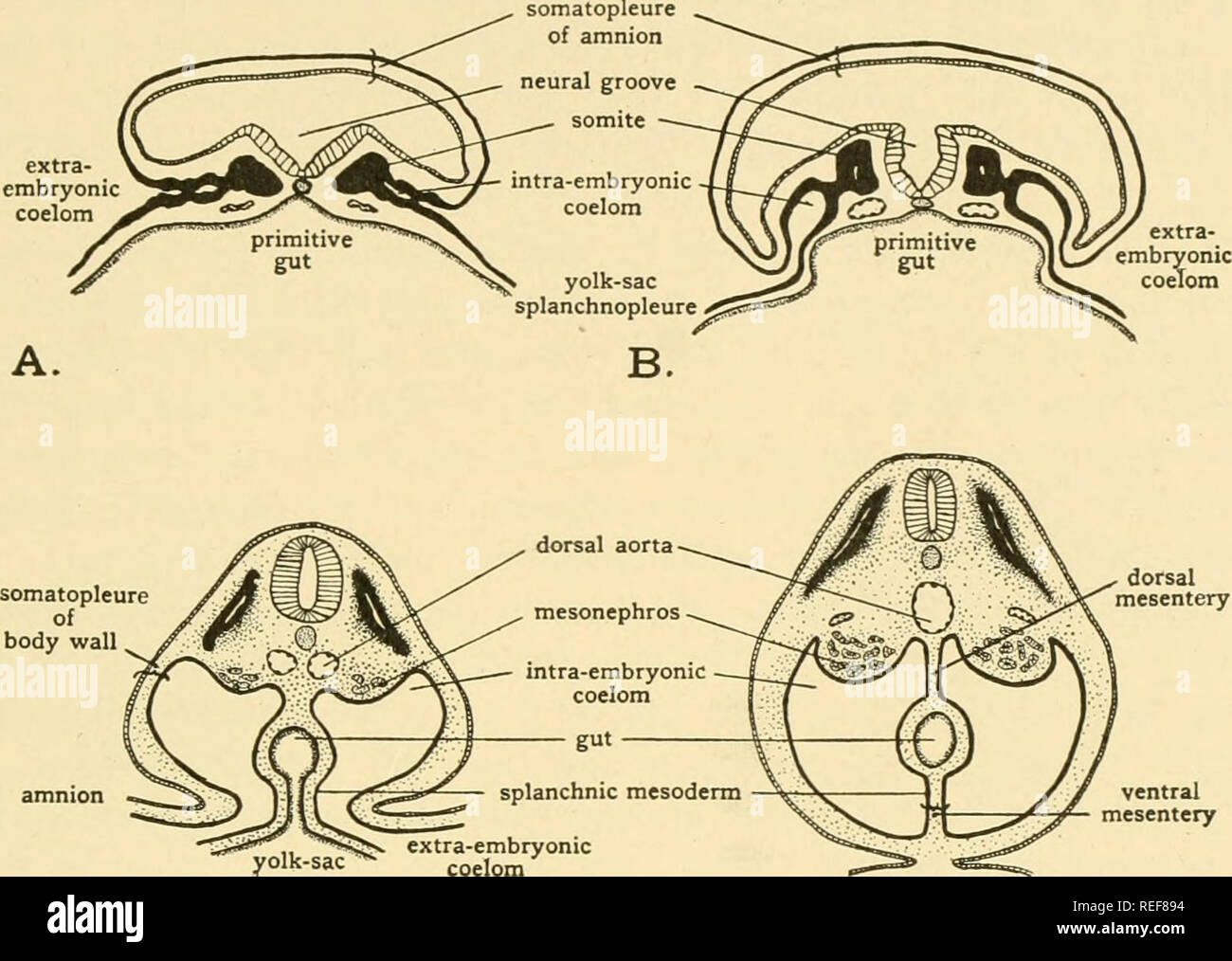 Allantoic stalk hi-res stock photography and images - Alamy
