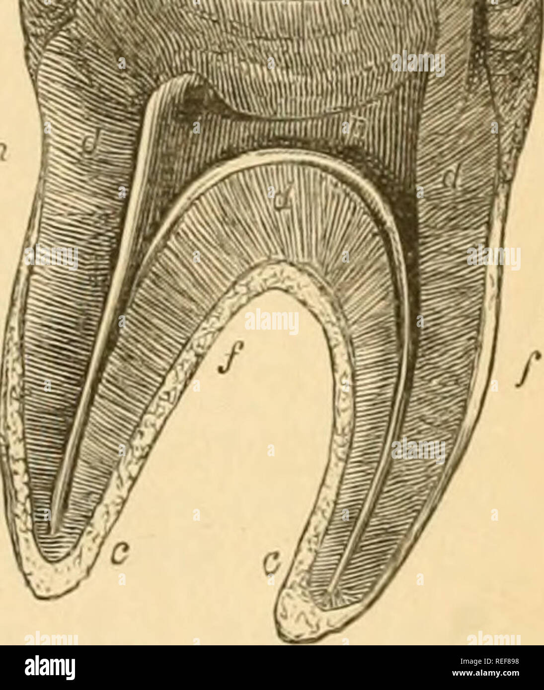 Baleen whale teeth hi-res stock photography and images - Alamy