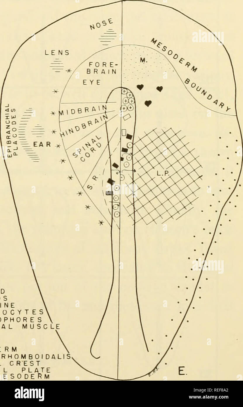 . Comparative embryology of the vertebrates; with 2057 drawings and ...
