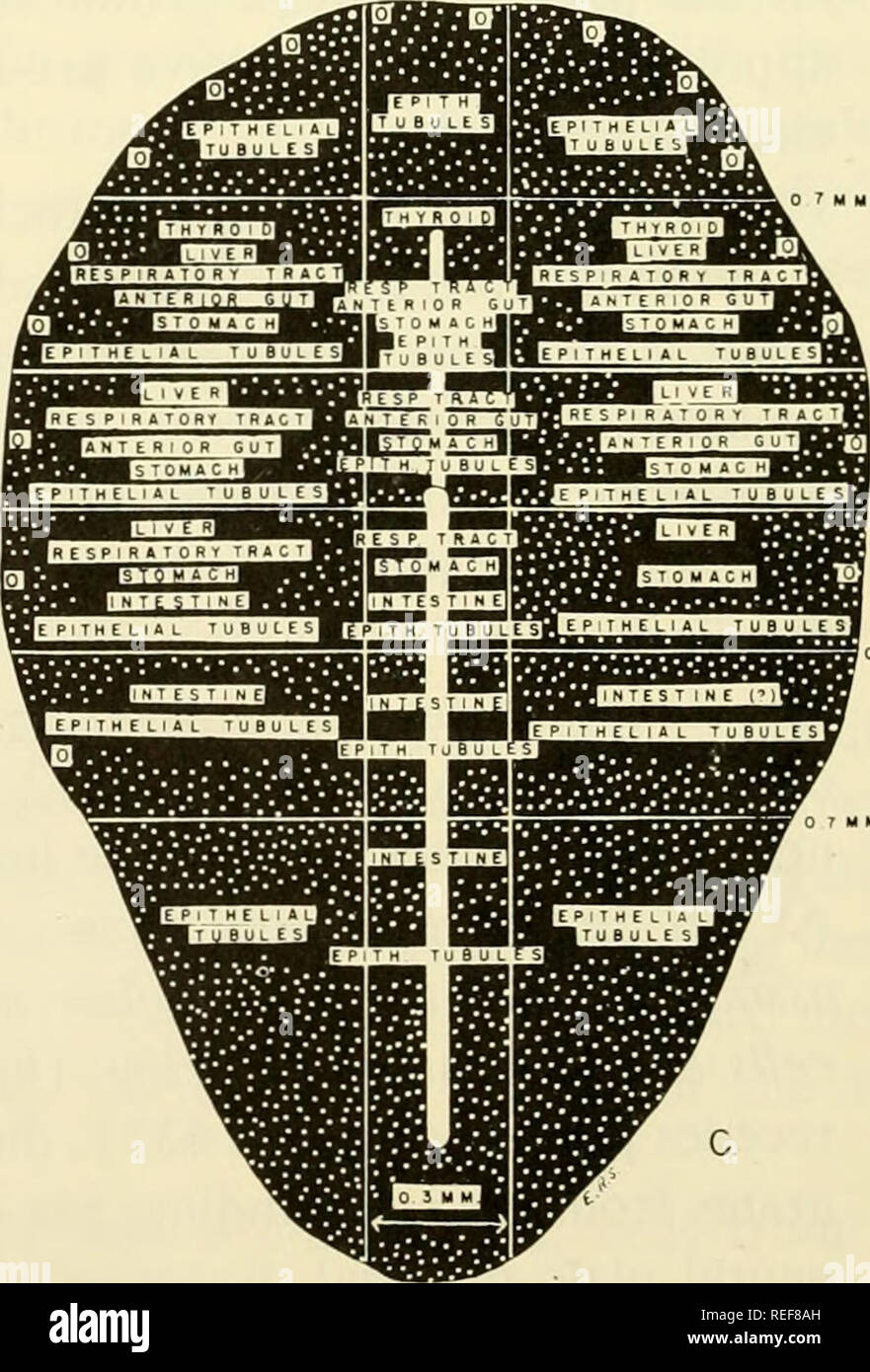 . Comparative embryology of the vertebrates; with 2057 drawings and ...