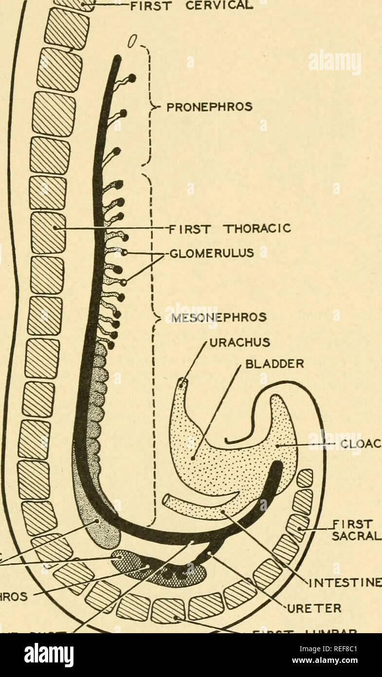 . Comparative anatomy. Anatomy, Comparative. THE UROGENITAL SYSTEM 435 ...
